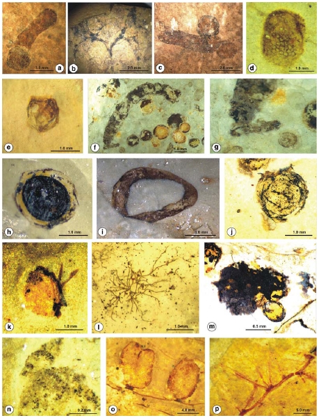 Rapid Uplift: Eukaryote Evolutionary Dynamics Through The Proterozoic