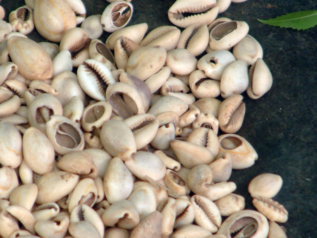 Zoolander: Avurudu Panchi a game with cowries Meet a live cowry at the ...