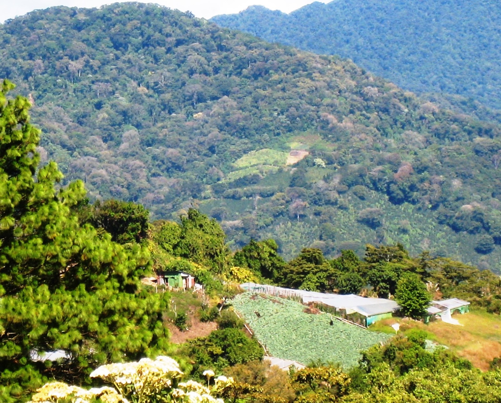 Adventures in Panama 2013: A Second Visit to Fanny's Bistro in Cerro Punta