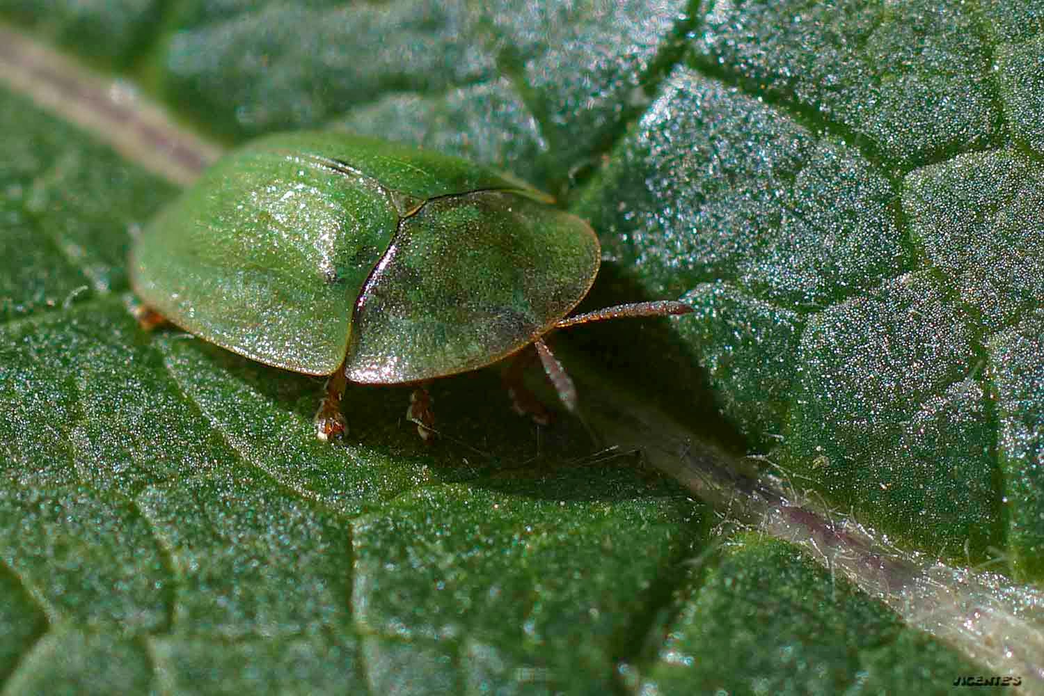 Fauna silvestre de Hormaza: Cassida rubiginosa