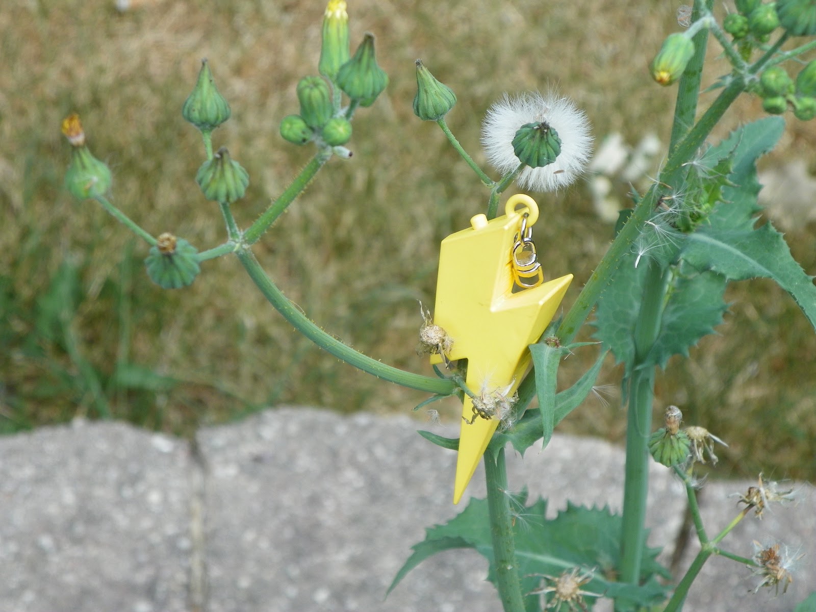 AP Bio Blog - 2012: Hermaphrodite