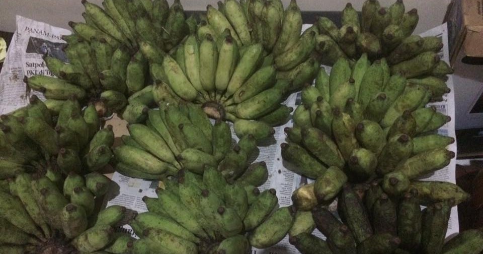 Pisang Serawak - Budidaya Pisang