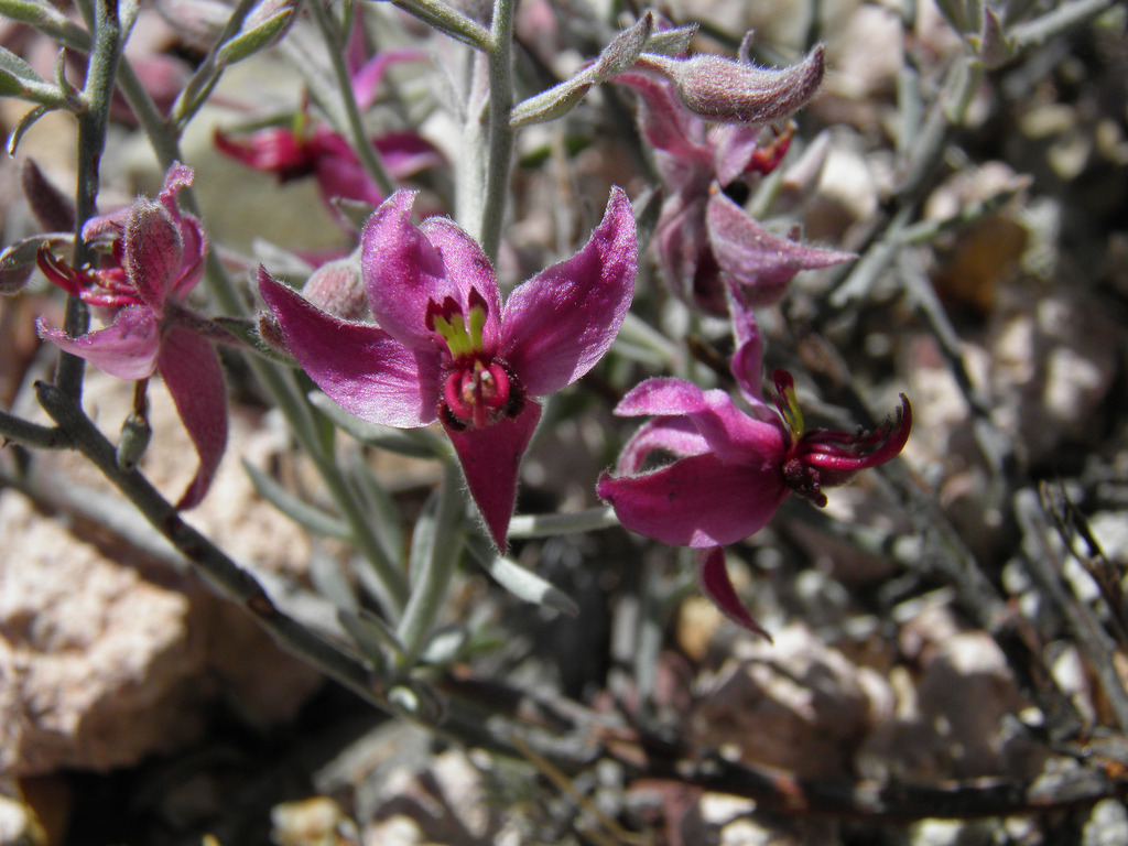 Arizona: Beetles, Bugs, Birds and more: Centris Bees and White Ratanay ...