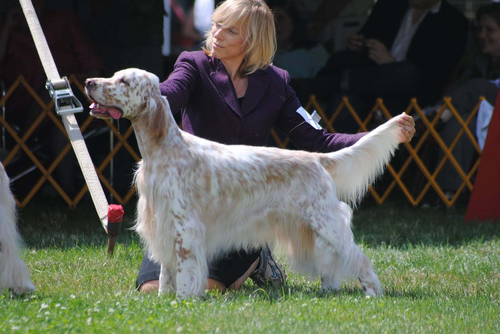 Kingston - Fine English Setters: Show Photos
