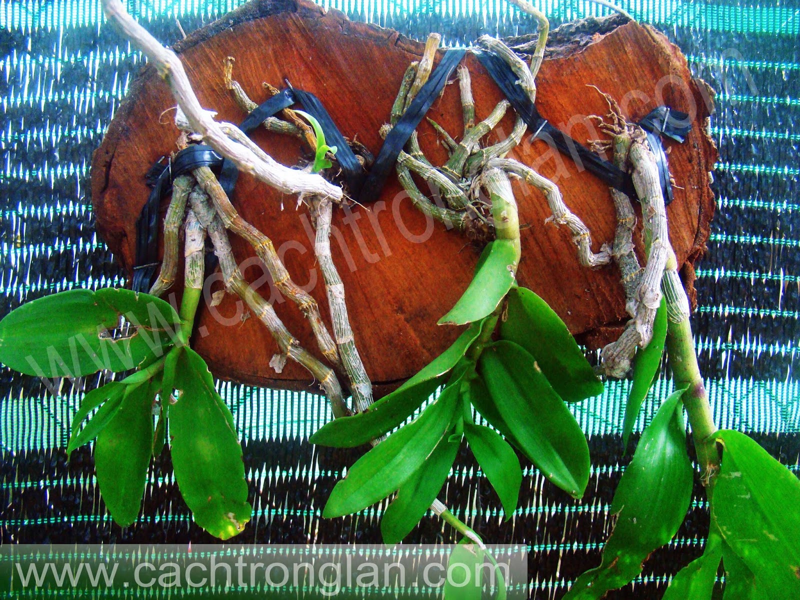 Lan trầm tím: kinh nghiệm và kỹ thuật trong cách trồng. - Cách Trồng Lan