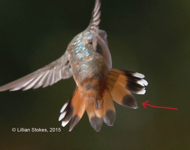STOKES BIRDING BLOG: Rare Rufous Hummingbird in New England!