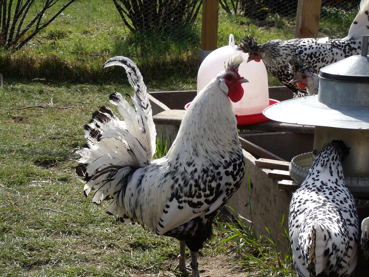 Breed Savers: Appenzeller Spitzhauben