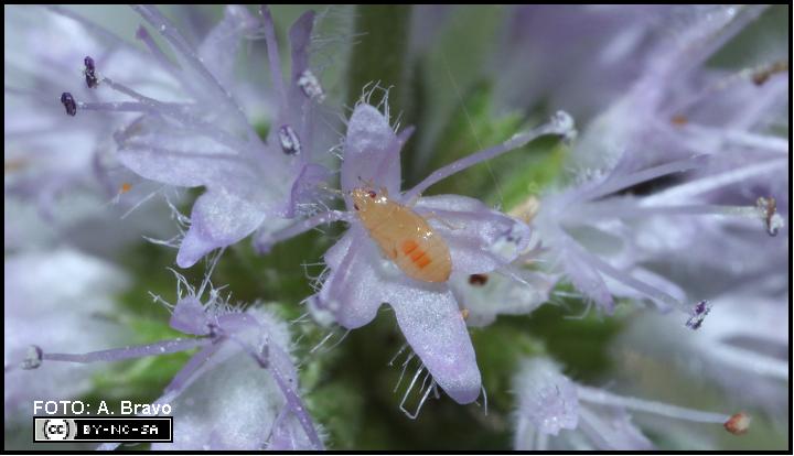 FAUNA AUXILIAR: FAMILIA ANTHOCORIDAE