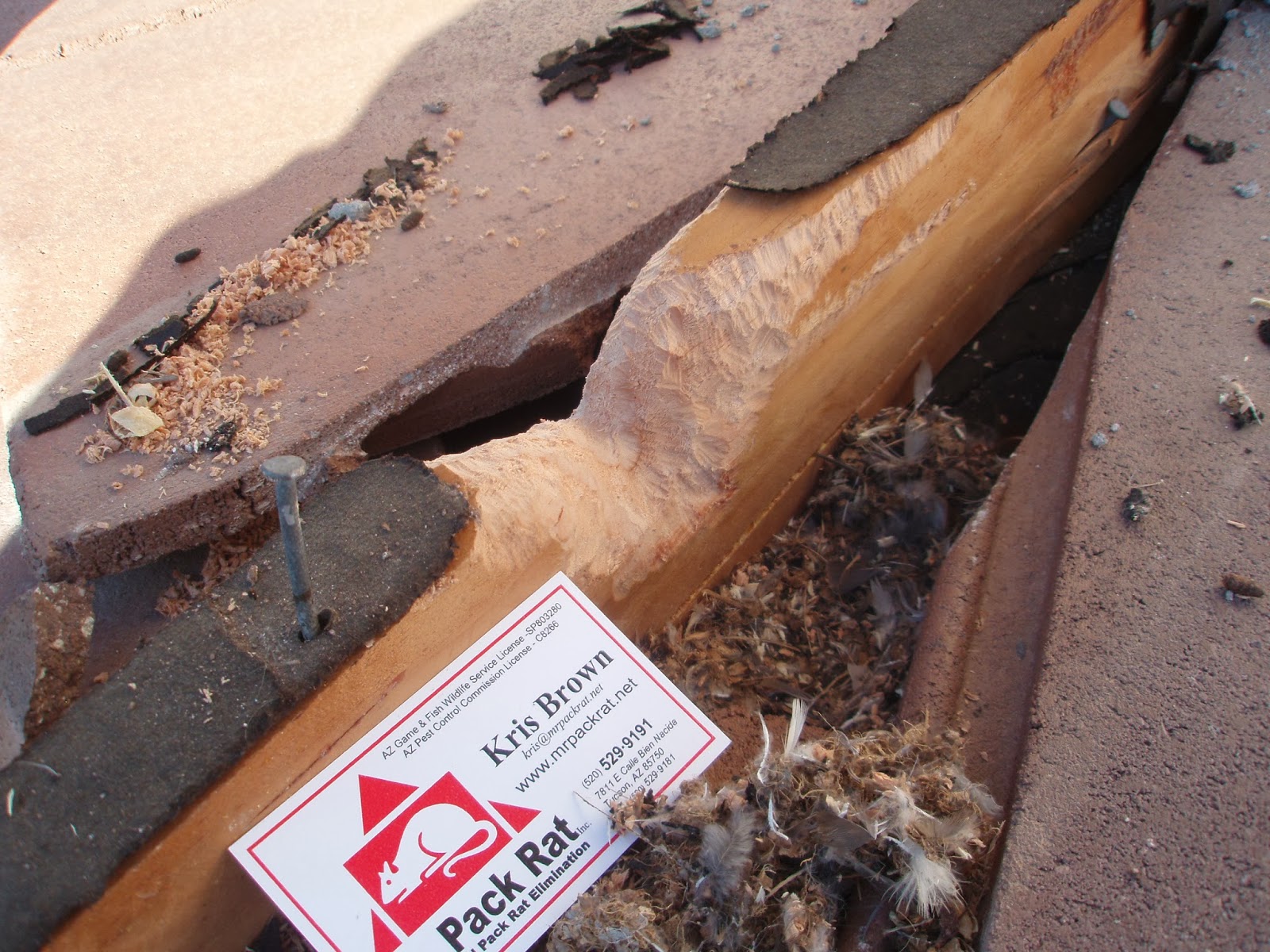 Mr. Pack Rat: Those Teeth!