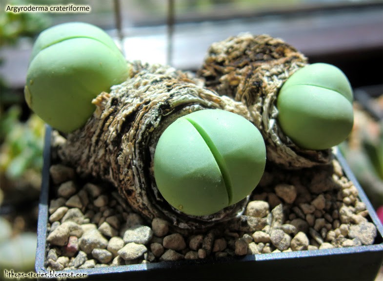 Lithops Stories: Argyroderma crateriforme (update)