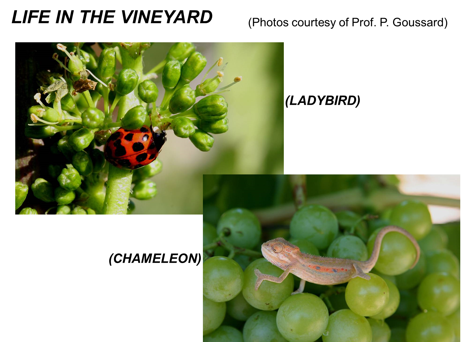 John Moore Stellenbosch University Grape Cell Wall Research Laboratory ...
