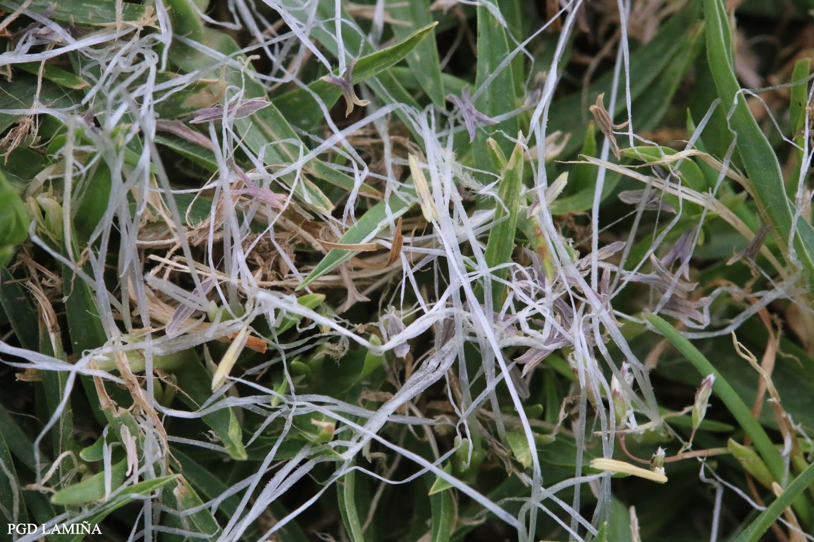 PENNISETUM CLANDESTINUM. kikuyo. pasto africano.