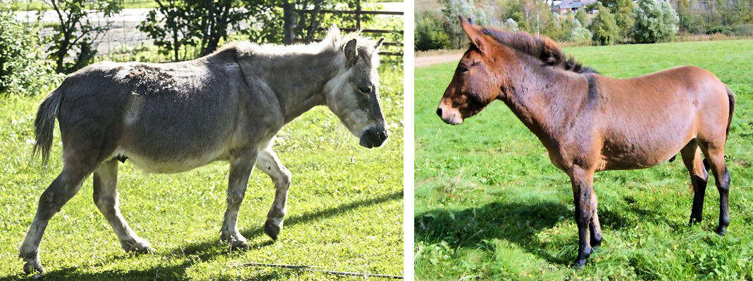 Le blog de la Coudoulière: Les animaux hybrides