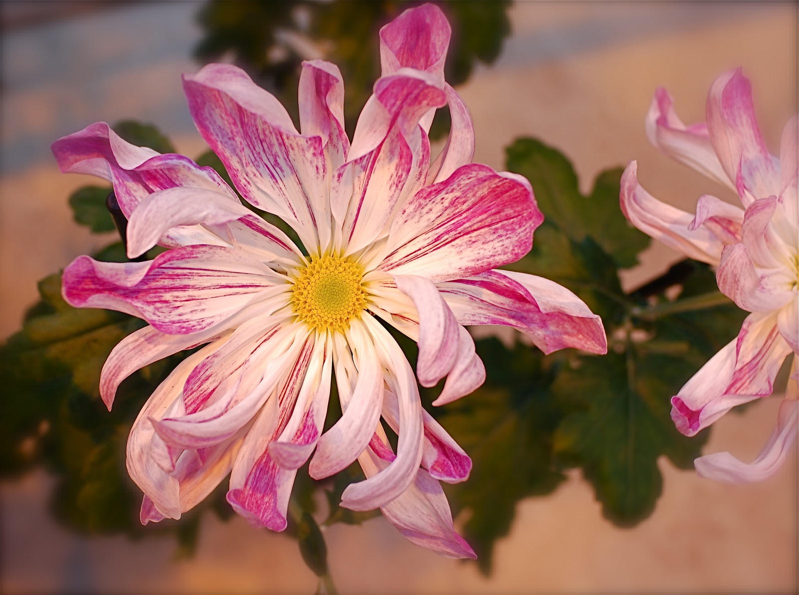 NYC ♥ NYC: The Beauty of "Kiku": Japanese Chrysanthemums at the New ...