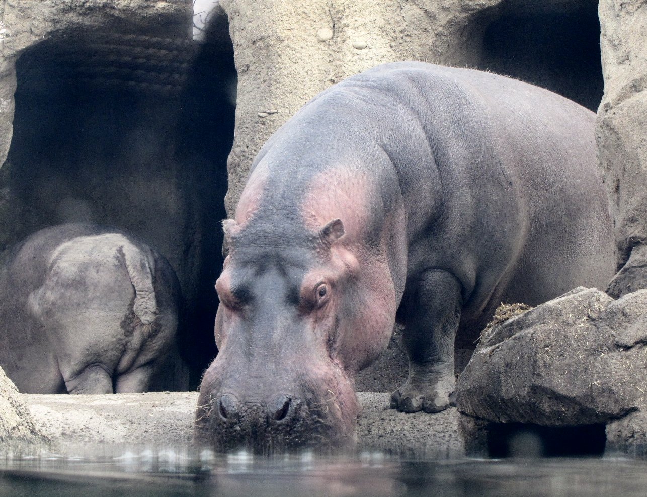 My Polar Bear Friends and Friends of Polar Bears: Remembering Henry the ...