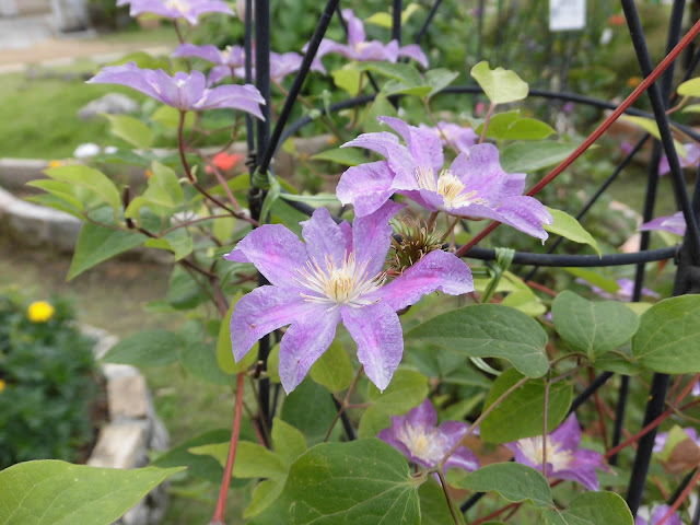 60歳で無職の優雅な日々: クレマチス・ダヌータ Clematis 'Danuta'