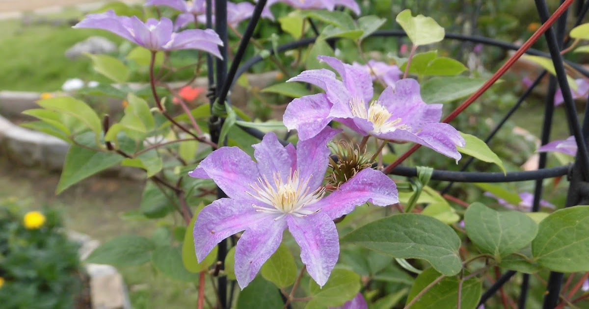 60歳で無職の優雅な日々: クレマチス・ダヌータ Clematis 'Danuta'