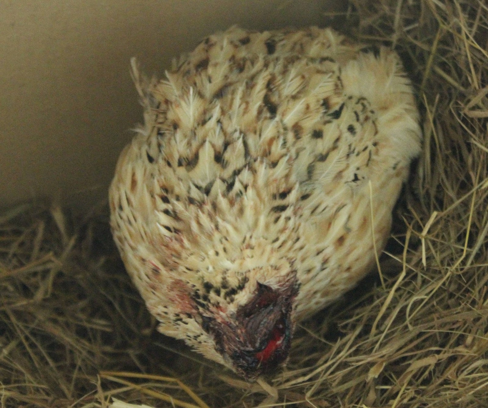 Typical (flight or fight) head Injury on a quail - What to do | The ...
