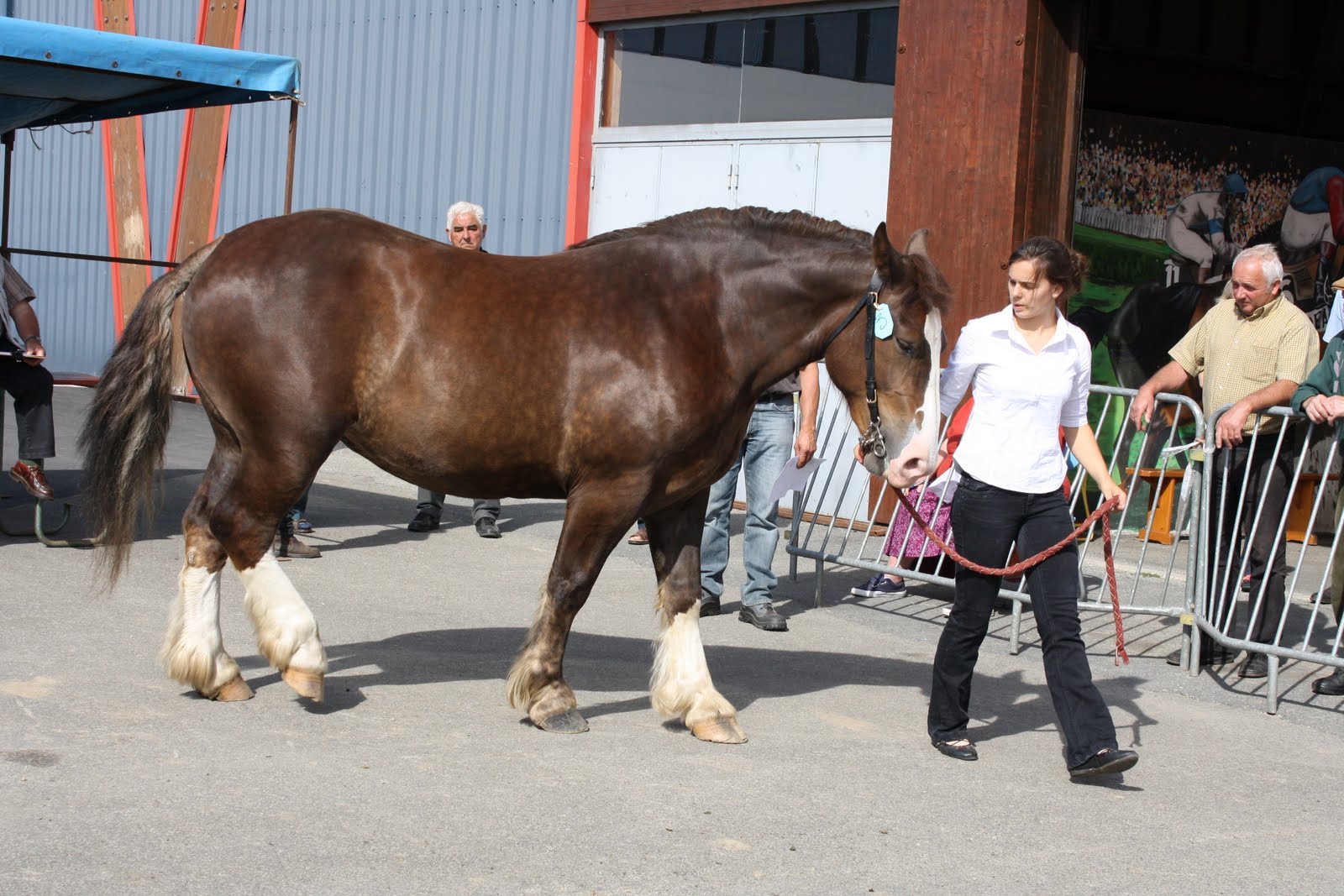 Trait et Postier Breton