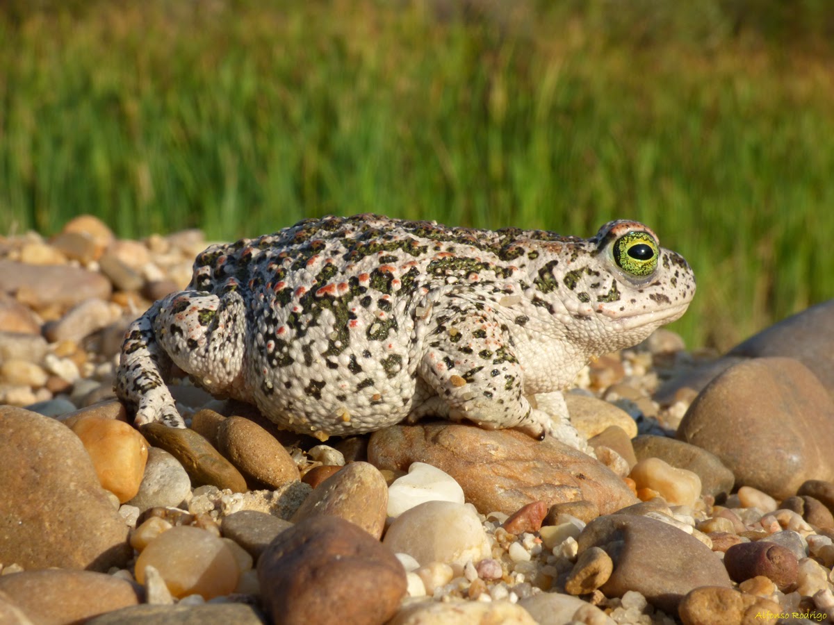 El Pernil: Sapo corredor para una lección