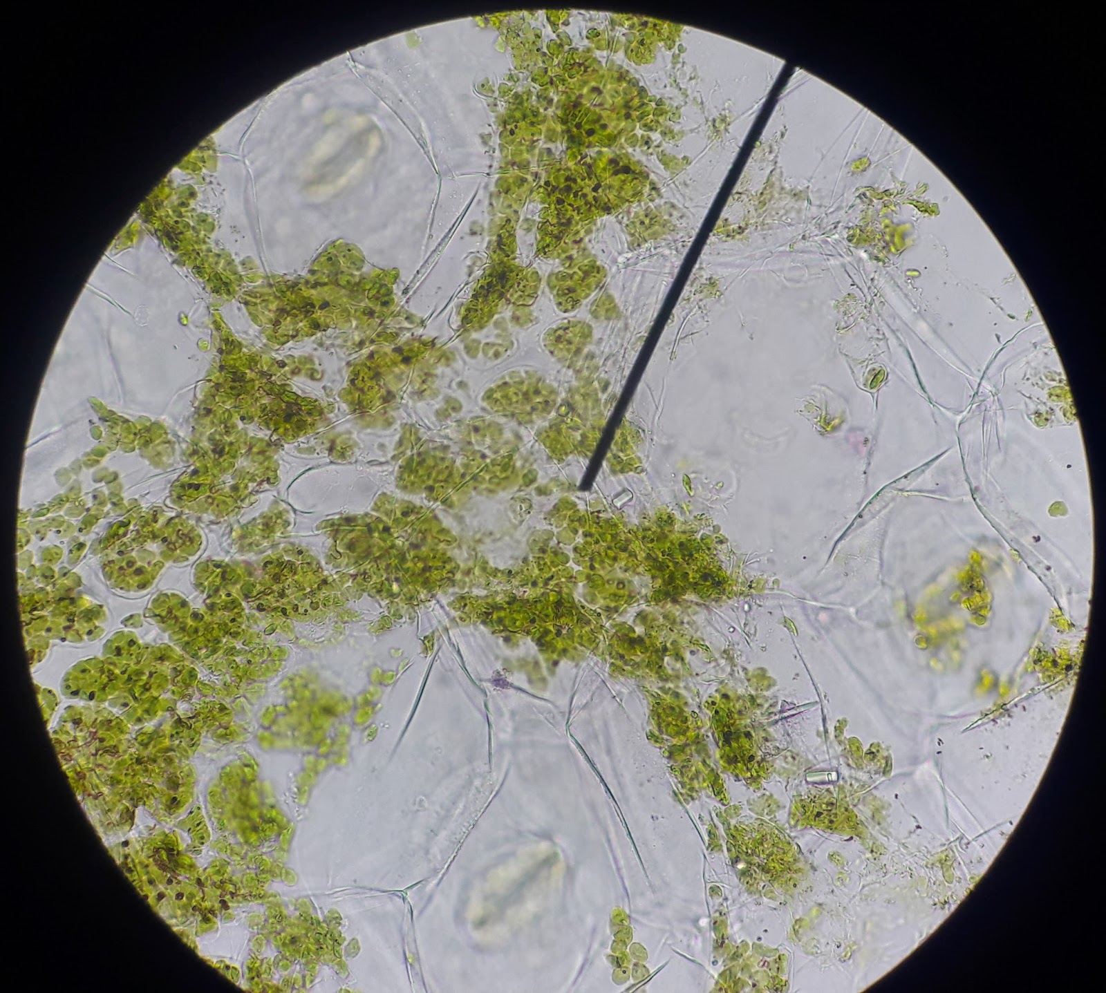 Plantas salvajes: Laboratorio N°1