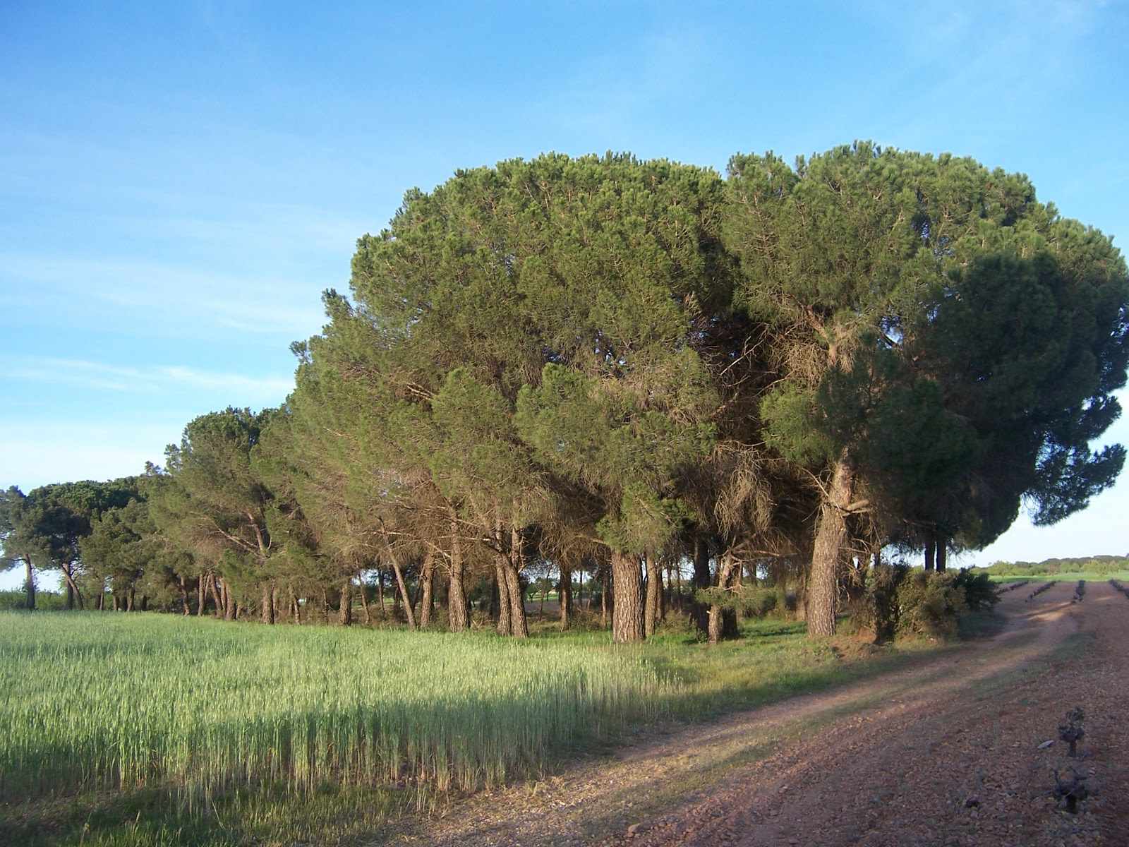 CASAS DE HARO: PALABRAS DE CASAS DE HARO: EL ROCHO