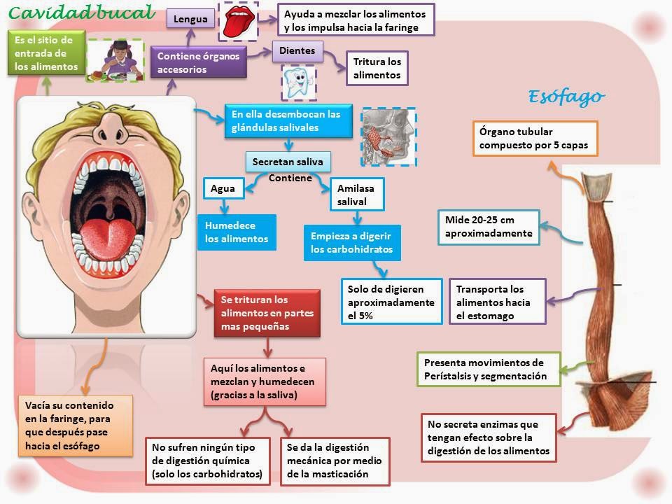Blog de Fisiología Básica de Rogelio Eduardo Enriquez Lopez : Boca y ...
