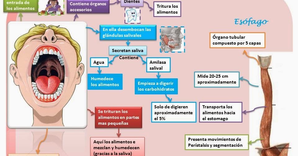 Blog de Fisiología Básica de Rogelio Eduardo Enriquez Lopez : Boca y ...
