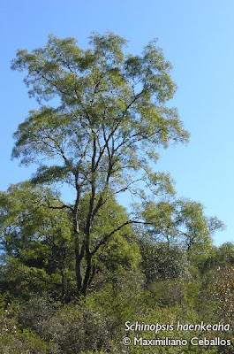 Argentina nativa: Orco quebracho (Schinopsis haenkeana)