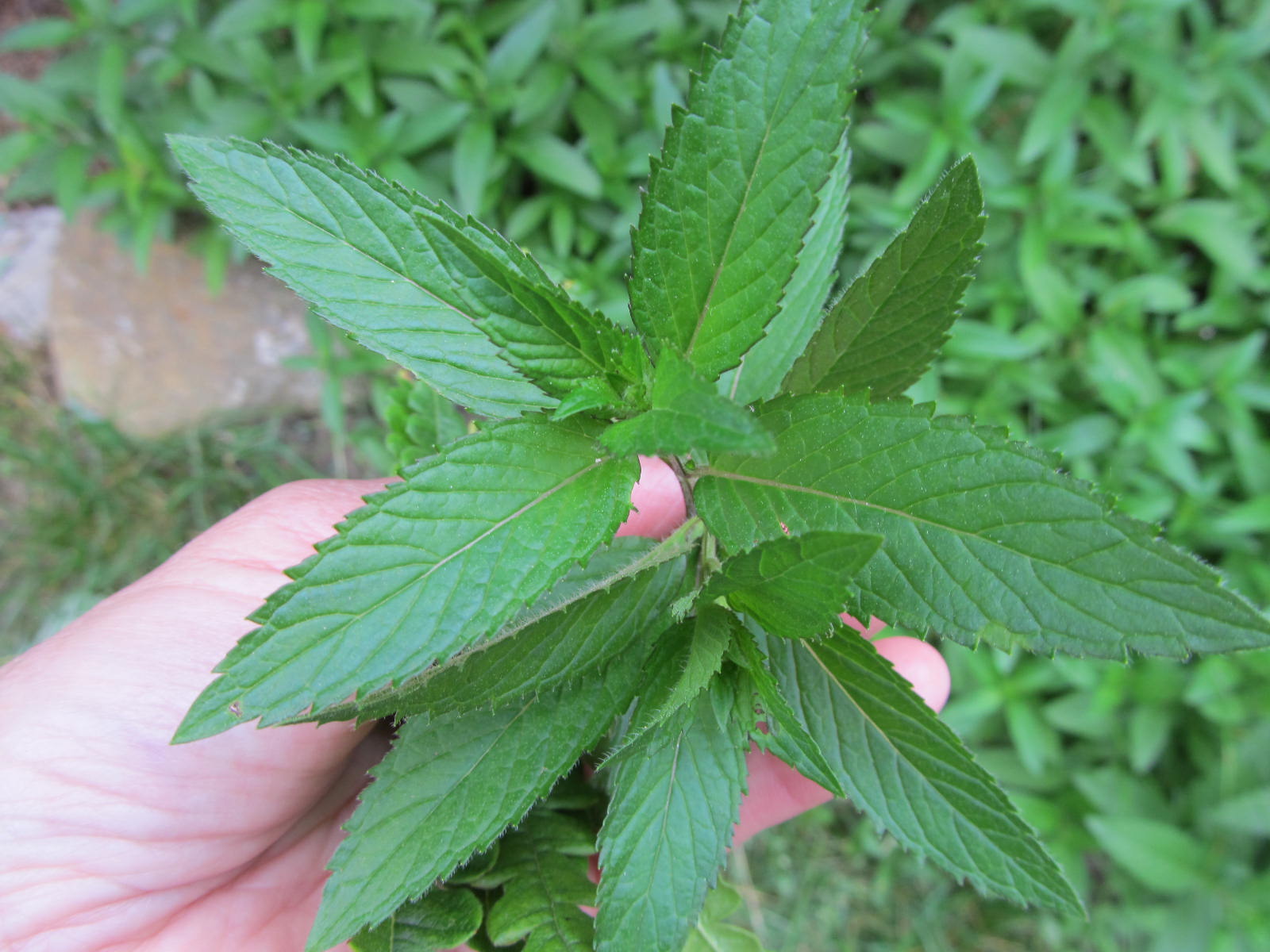 Nature's Garden Naturally: Sweet Fern and Peppermint Tea