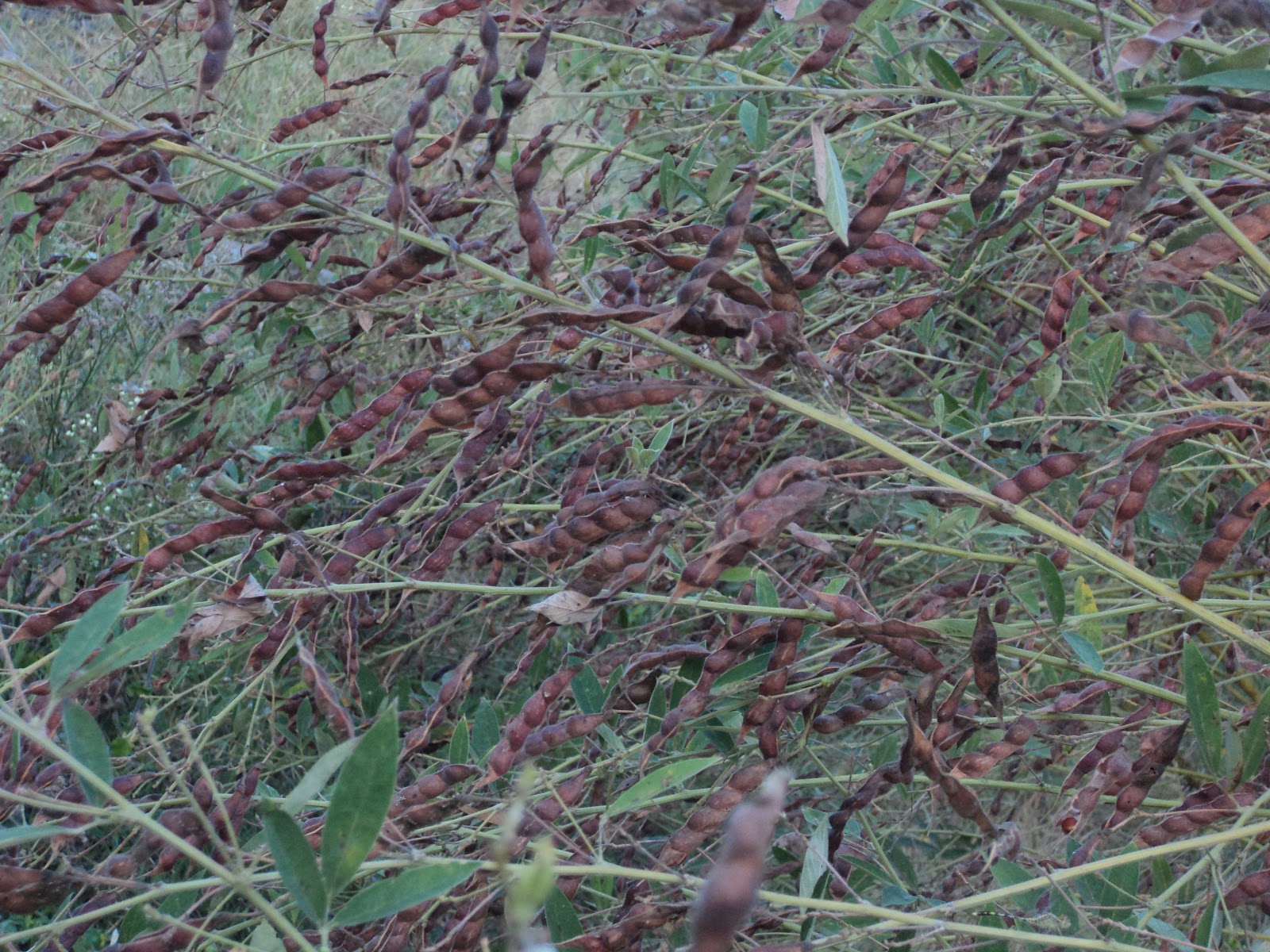 Agrisambasivam BTM: Cultivation of Red Gram or Tuar Crop