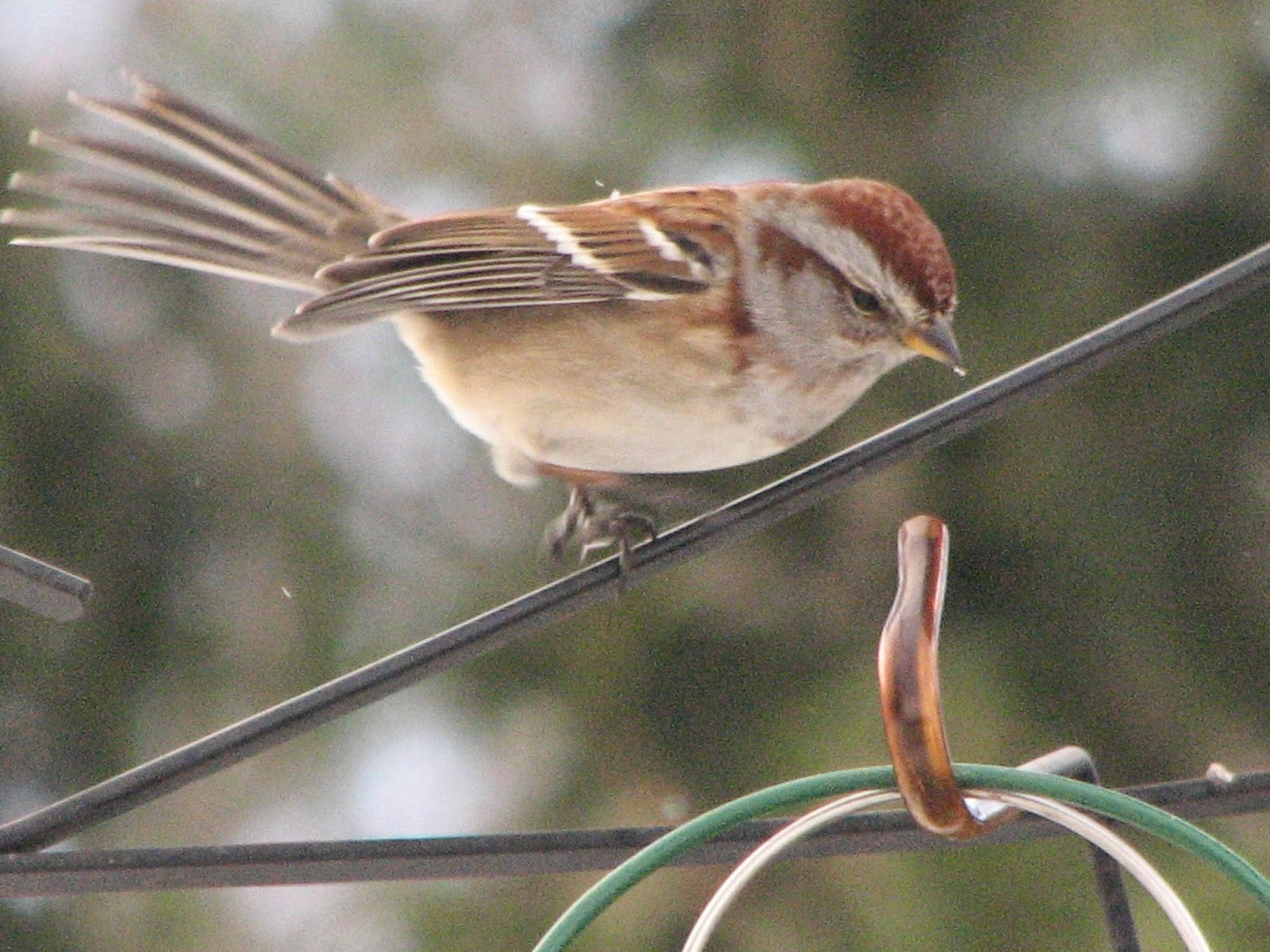 South Burlington birds: American Tree Sparrow photos | Litter with a ...