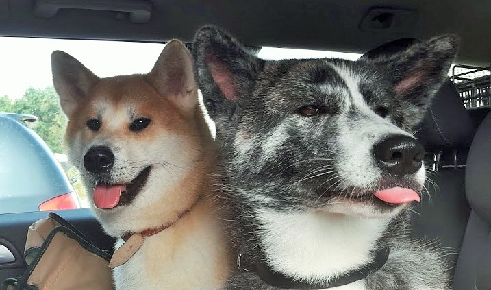 Ashke Inu: European Dog Show 2017 czyli wielka wyprawa!