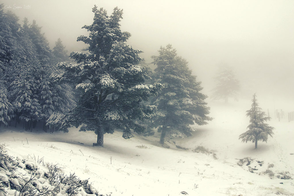 LA CIENCIA DE LA VIDA: Llegó el invierno 2015