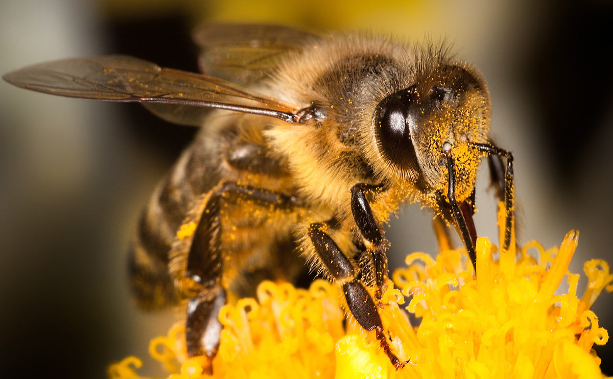 Hey Honeypot!: Bee nice!