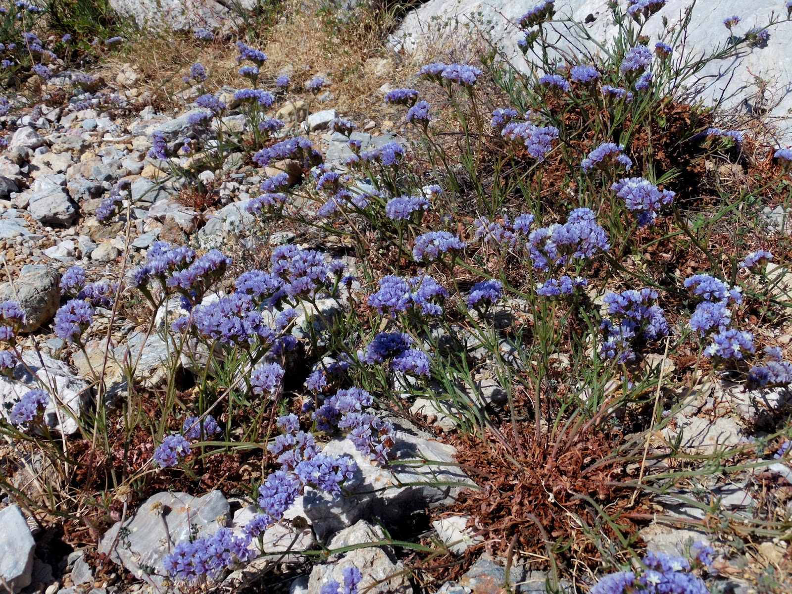 The genus Limonium in Greece: Limonium sinuatum