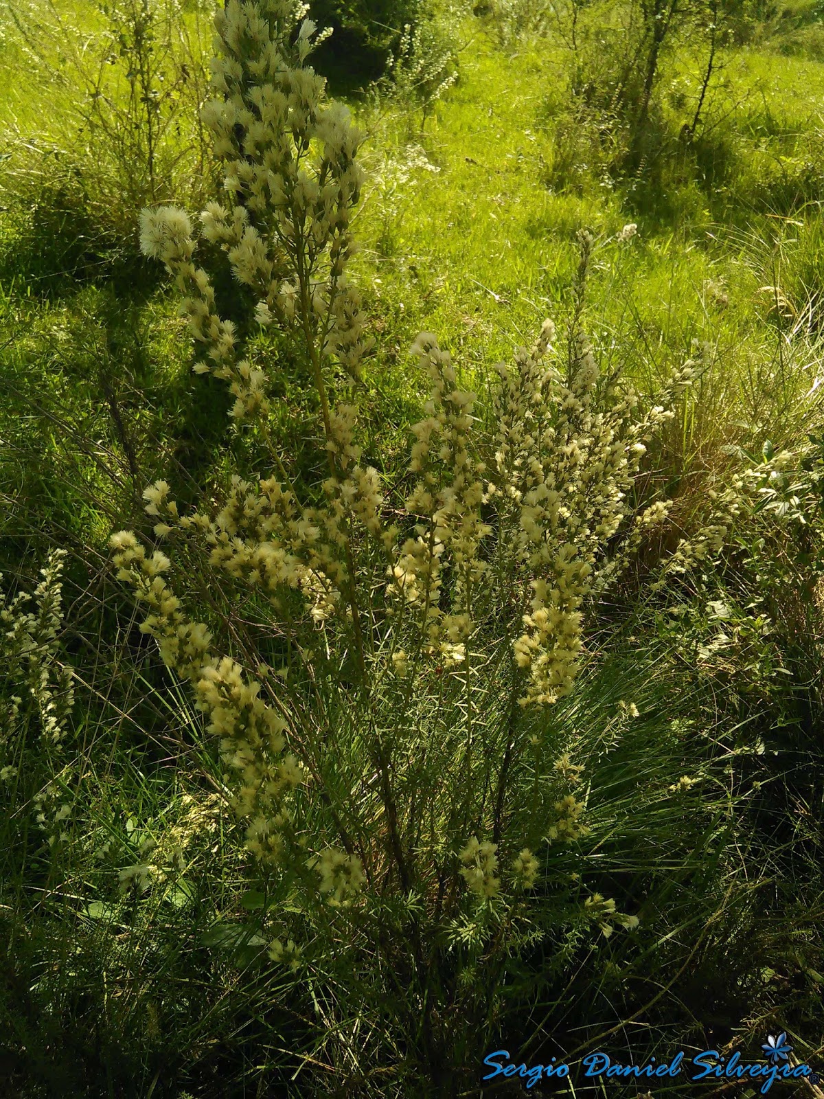 Flora Nativa de Entre Rios