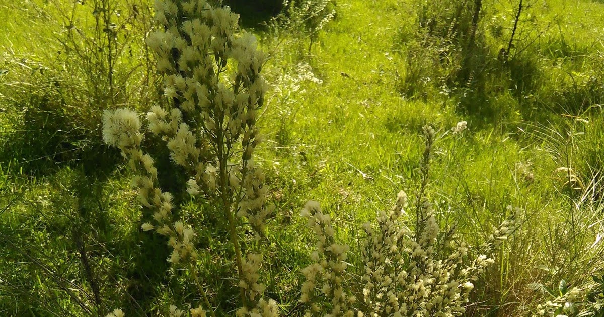 Flora Nativa de Entre Rios