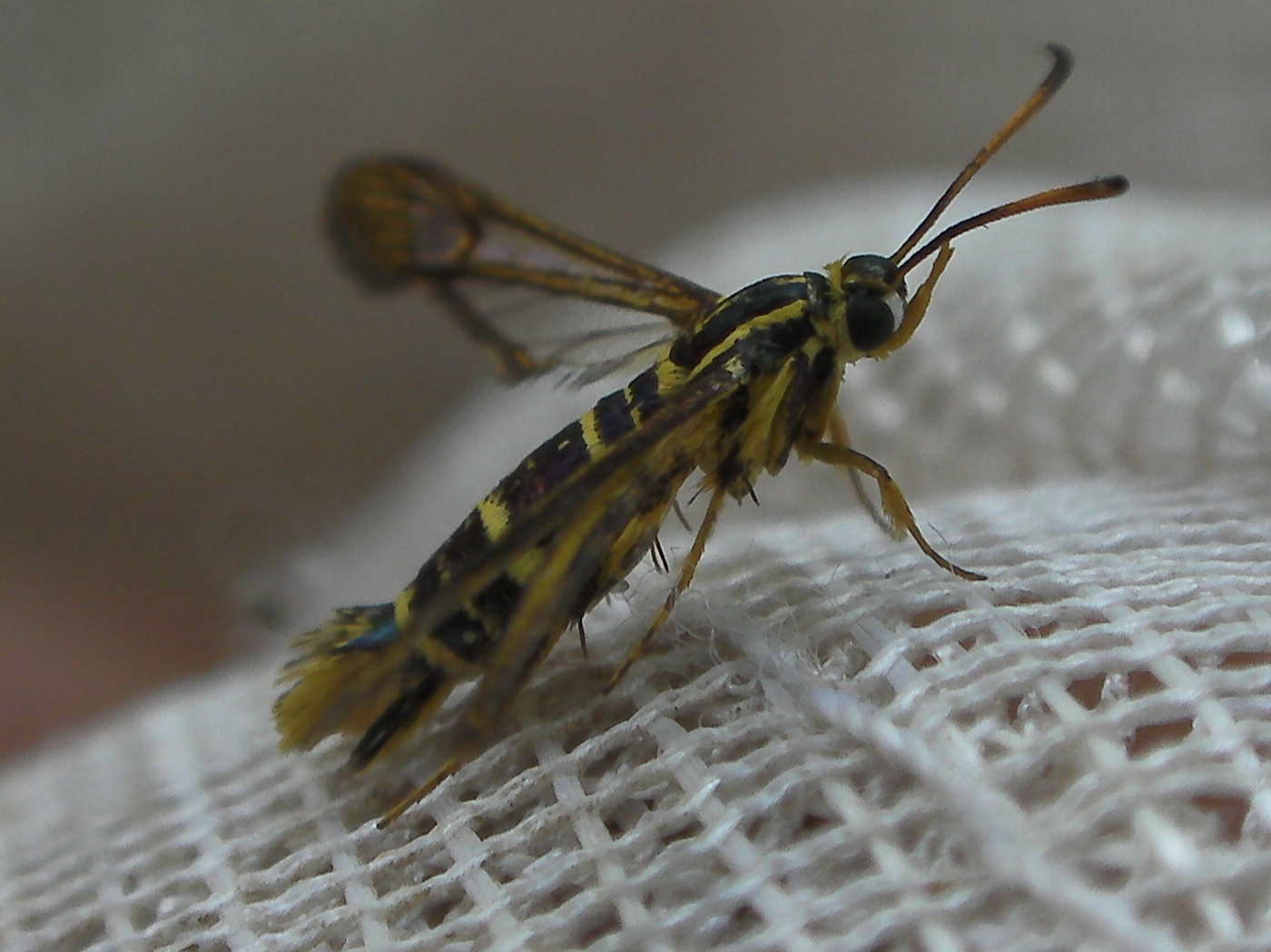 Quaoar Power Zoo: clearwing moth (Carmenta sp.) - Montezuma, Costa Rica