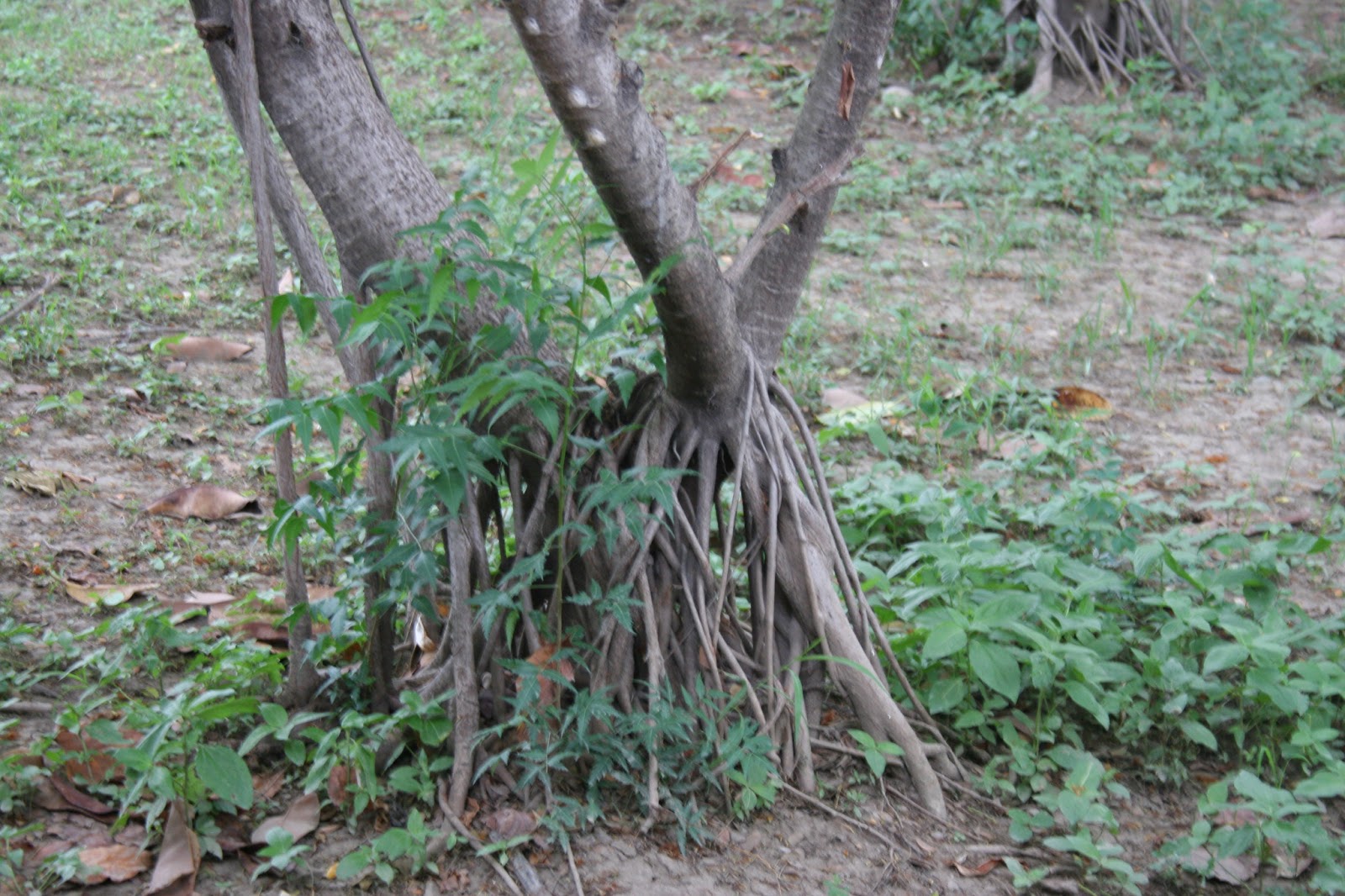 Haiti Hiatus: Brother Edward Shows Us a Glimpse of the Abundant Plant ...
