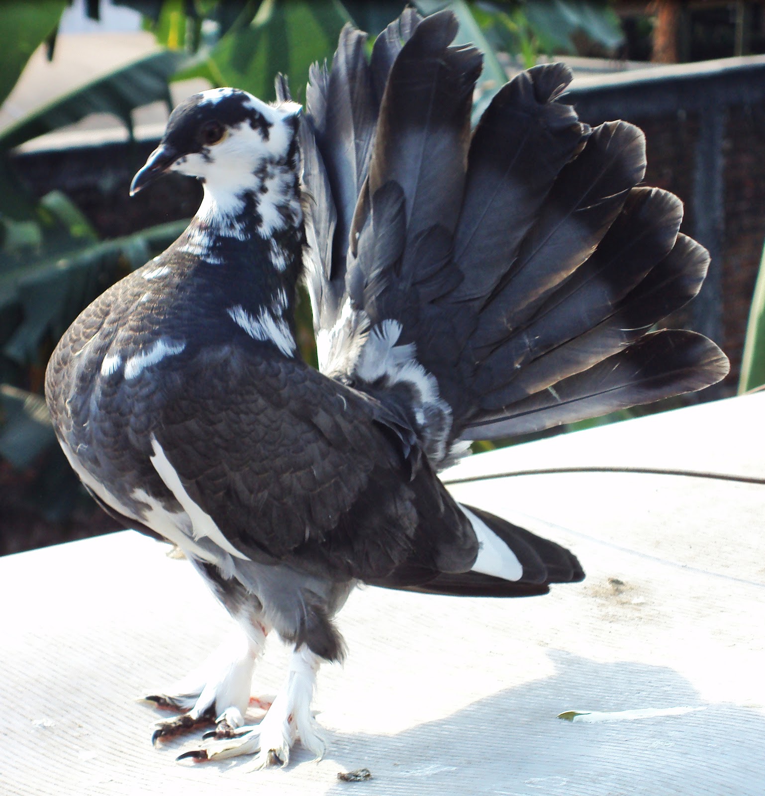toko bagong farm: merpati kipas blorok
