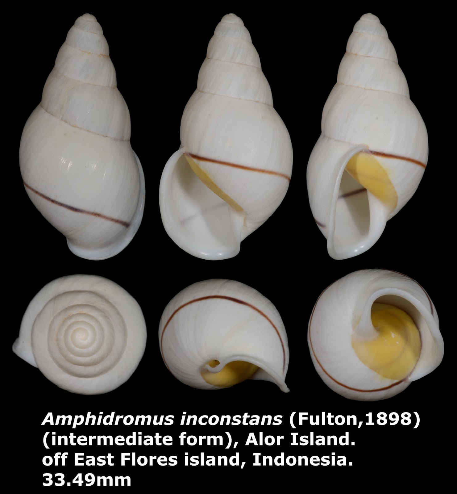 Dr. Lee's Gallery Museum: Amphidromus inconstans gracilis 33.49 to 34.15mm