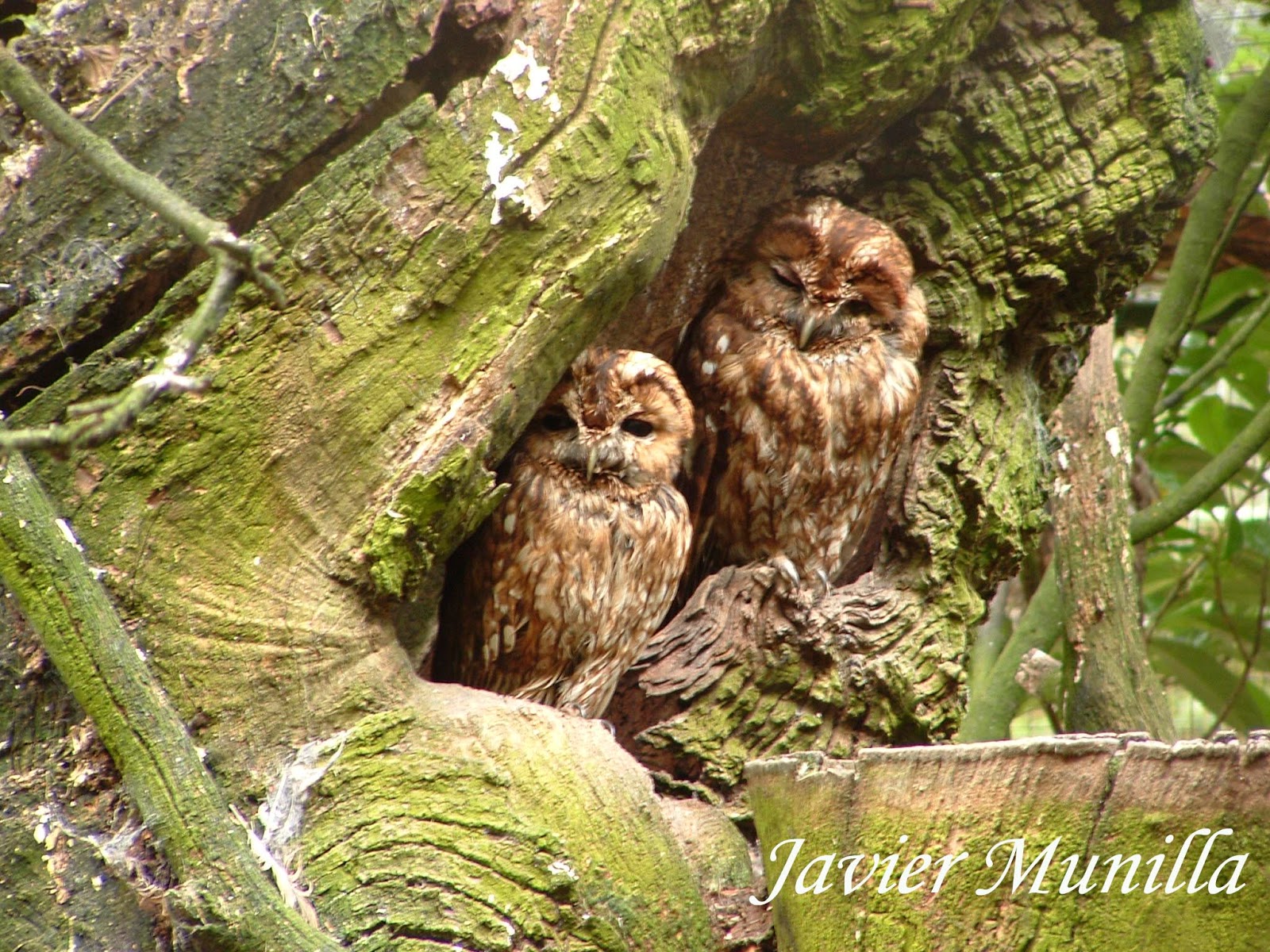 NATURALEZA DESDE SIGÜENZA: CÁRABO COMÚN (Strix aluco)