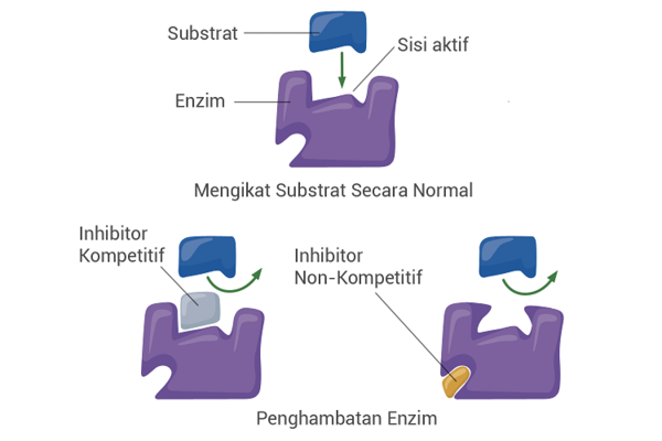 Penghambatan Aktivitas Enzim - Materi Pendidikan Dasar, SMP, SMA, Soal ...