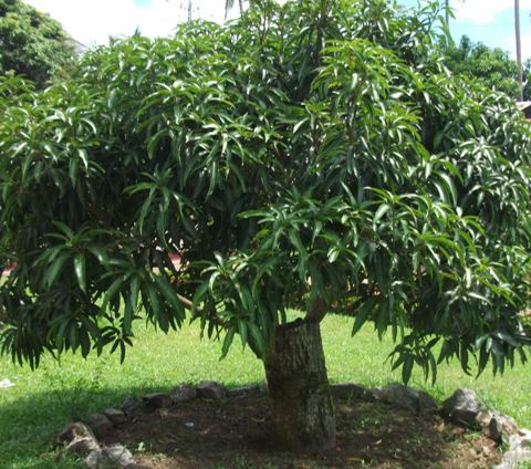 Fruits and Vegetable Cultivation: අඹ ගසක් නිවැරදිව සාදා ගන්නේ කෙසේ ද