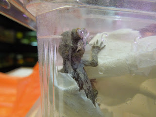 Reptiles Amphibians & Fish: Gargoyle Geckos - Rhacodactylus auriculatus