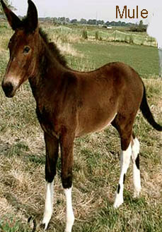 Shoes or Footwear Names, English Meaning & Images | Shoes Vocabulary ...