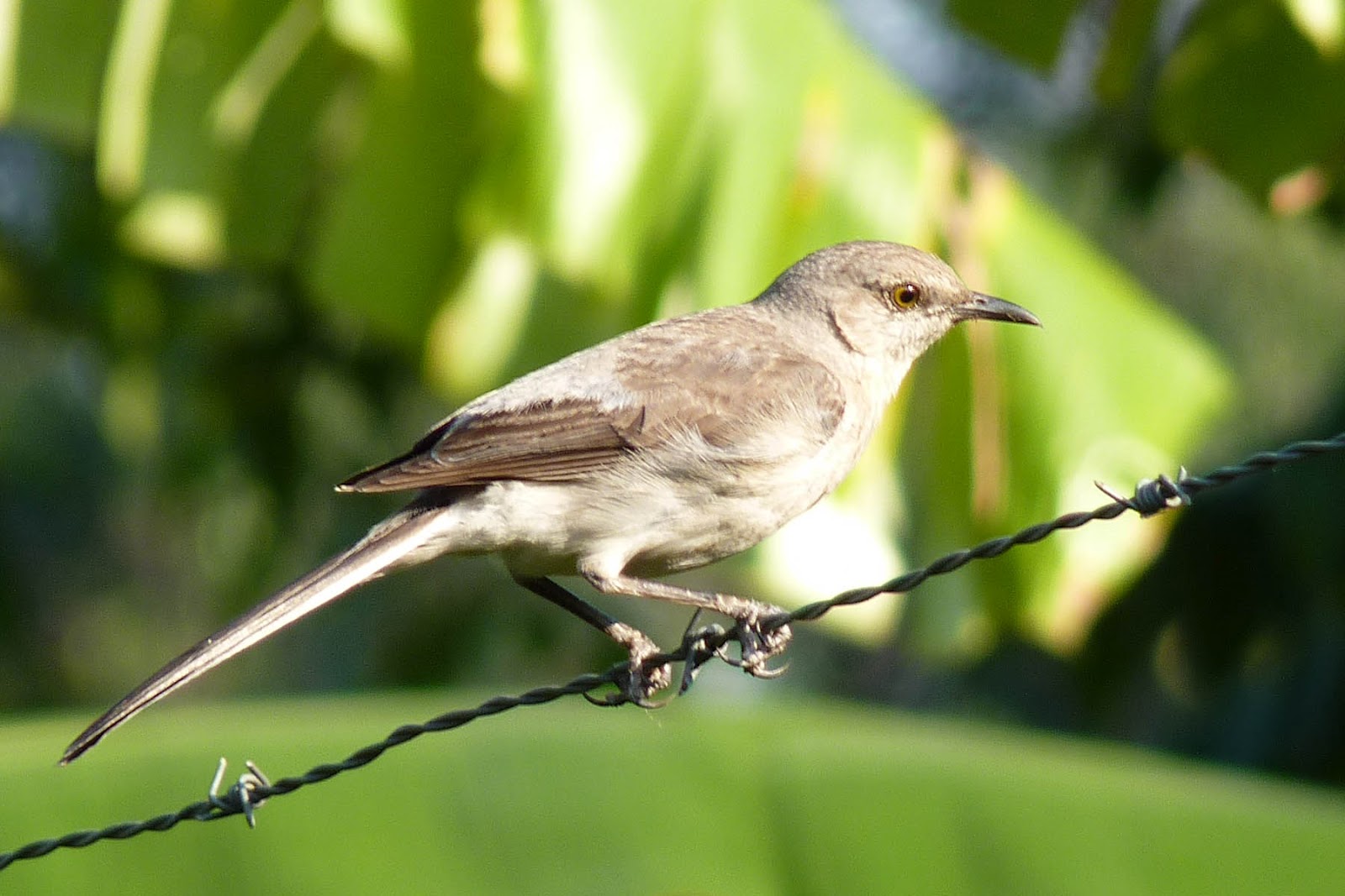 Verde-Pinar: Sinsontes, entre los mejores cantantes