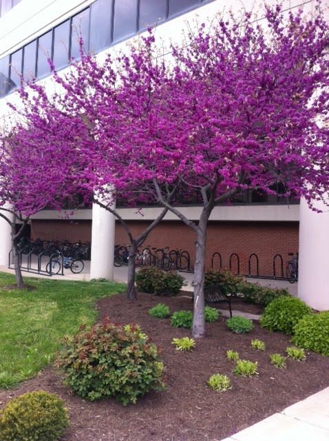 365 Days of Learning or Trying New Things: #74 - Redbud Tree aka Judas Tree