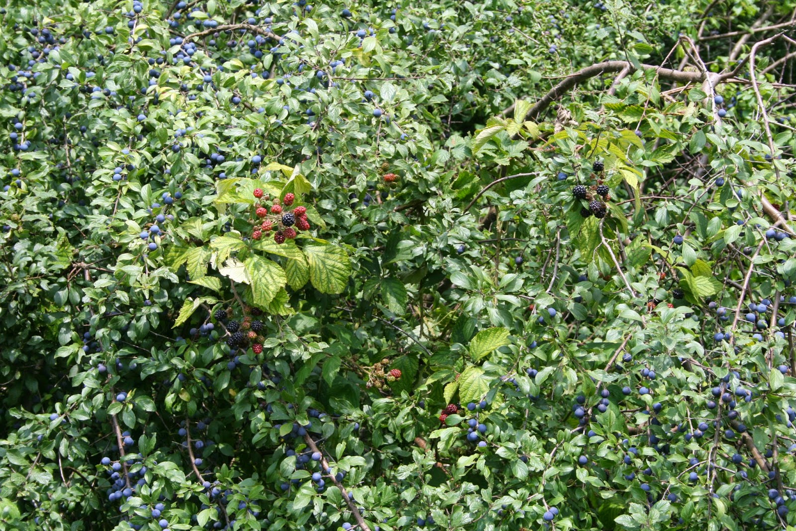 Permaforêt: Cultiver avec les Ronces.